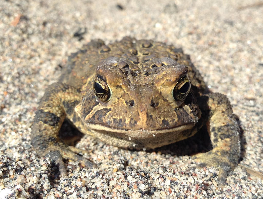 Toad by iamB-bat on DeviantArt Toad by iamB-bat on DeviantArt