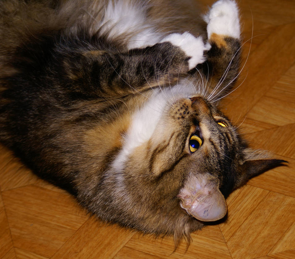 Spicy the Cat - No. 2 by wyldcat on DeviantArt