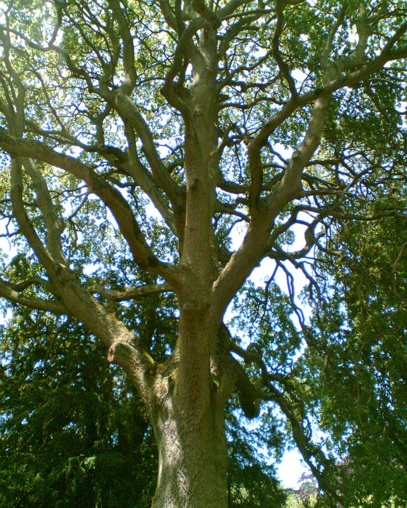 Summar tree...more by pnexus on DeviantArt