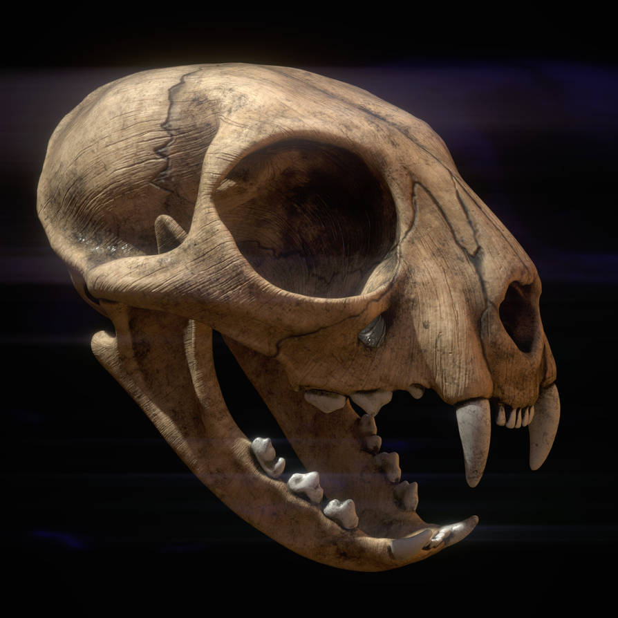 Cat Skull By Justsantiago On Deviantart