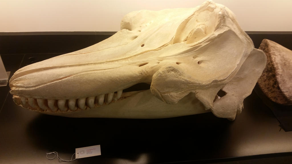 Orca Skull By Theredraptor On Deviantart