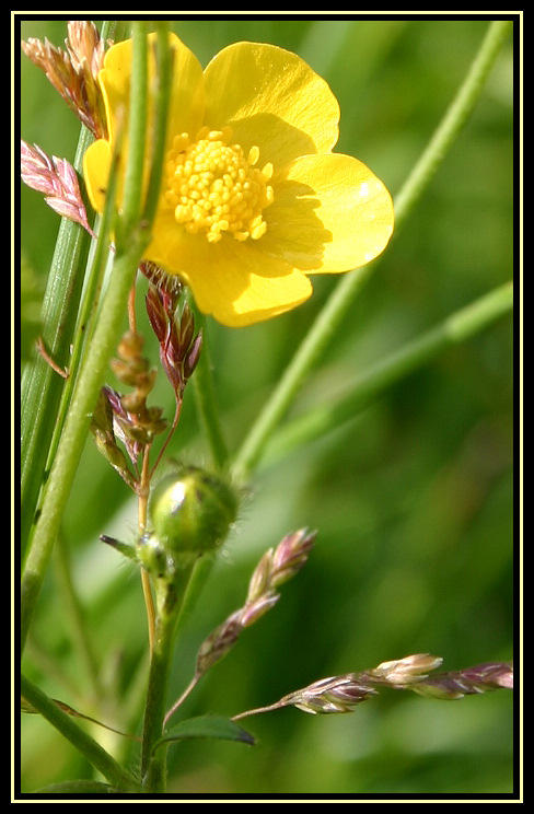 buttercup by Fotophia on DeviantArt