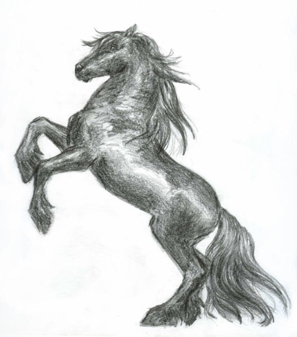 Friesian Sketch By Akuinnen24 On DeviantArt friesian-sketch-by-akuinnen24-on-deviantart