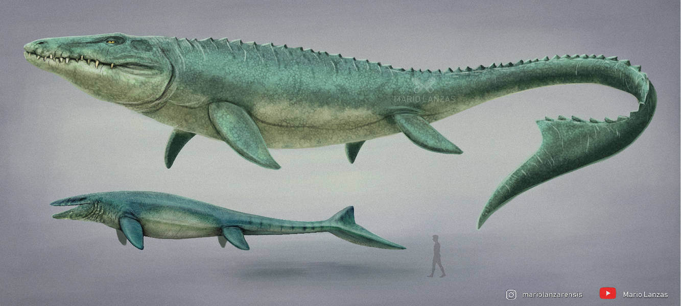 Mosasaurus By Mariolanzas On Deviantart