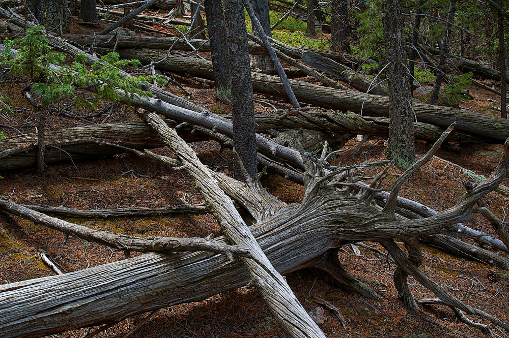 Layers of logs by greenunderground on DeviantArt