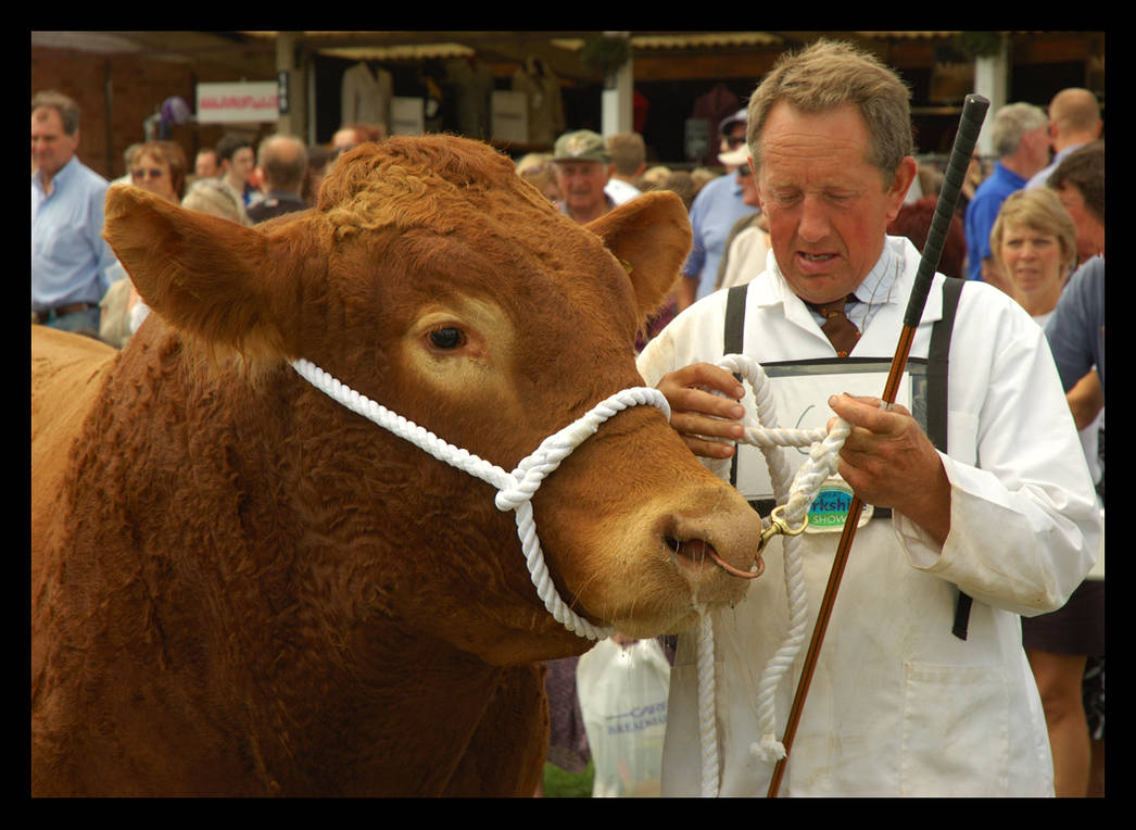 Prize Cow by theDangerousdave on DeviantArt