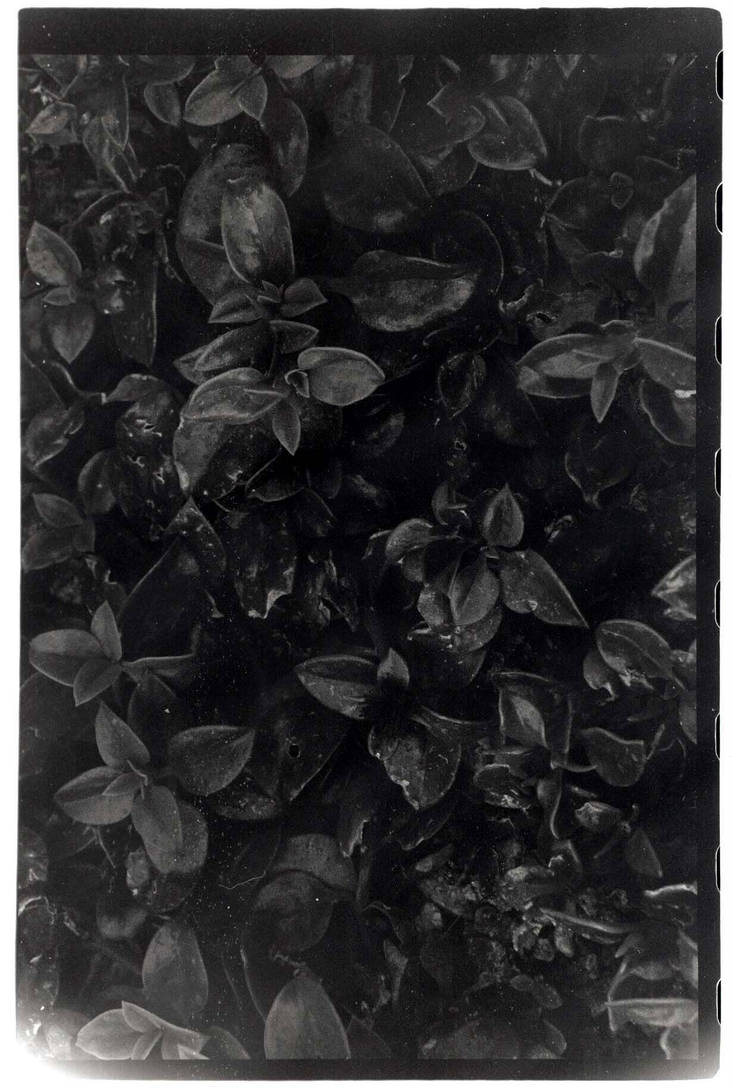 bush by friskymonkeyfilms on DeviantArt