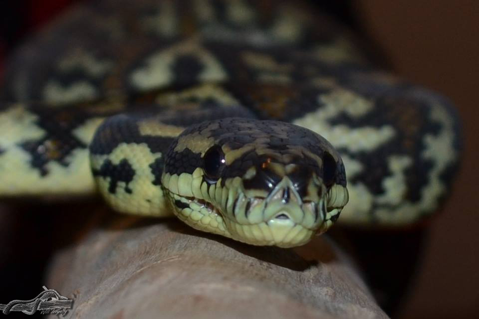 Het Albino Darwin Carpet Python. by AustralianReptiles on DeviantArt Het Albino Darwin Carpet Python. by AustralianReptiles on DeviantArt