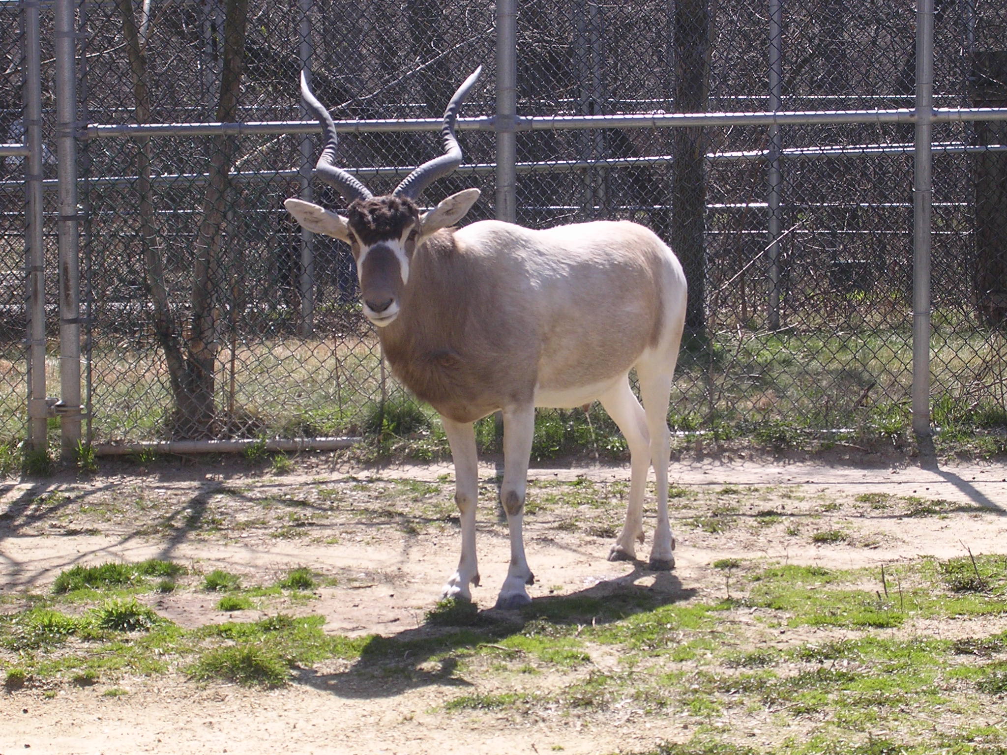 Addax by PandoraMomo on DeviantArt