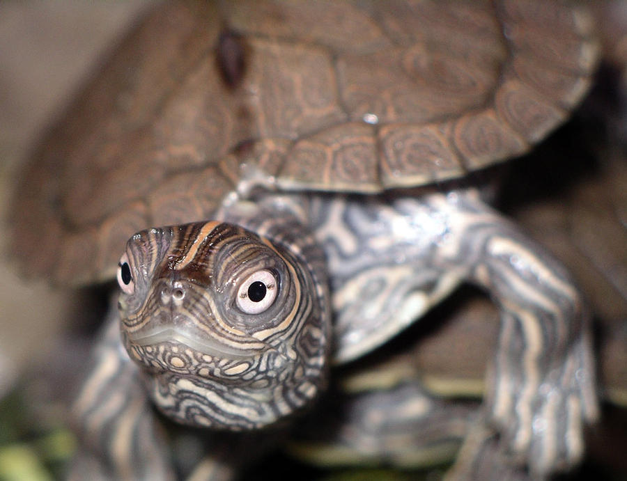 turtle attack by pieme74 on DeviantArt