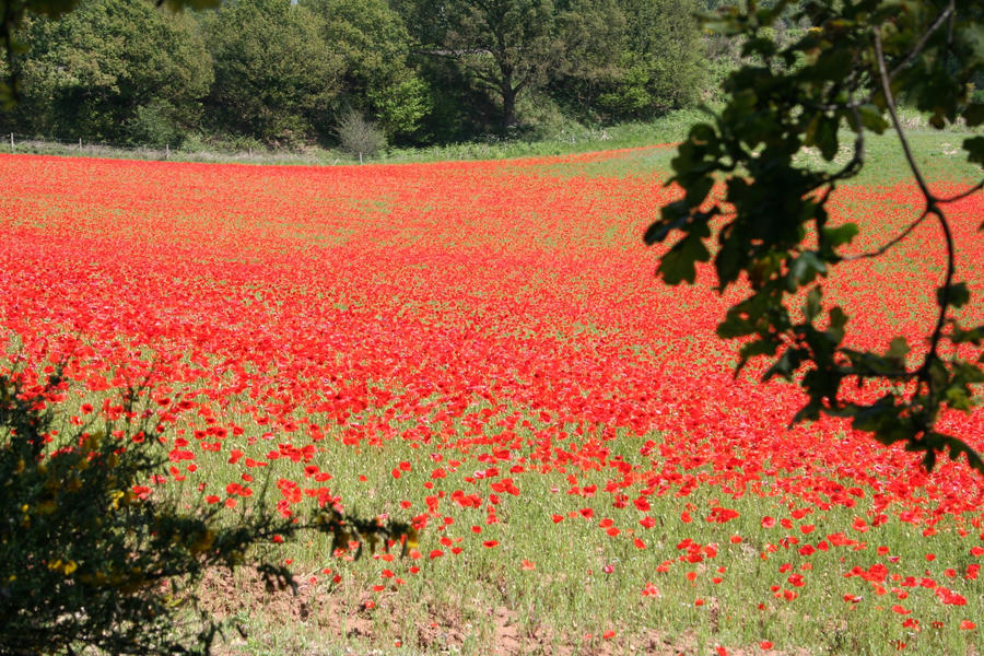Poppy Fields 2 by beeurd on DeviantArt Poppy Fields 2 by beeurd on DeviantArt