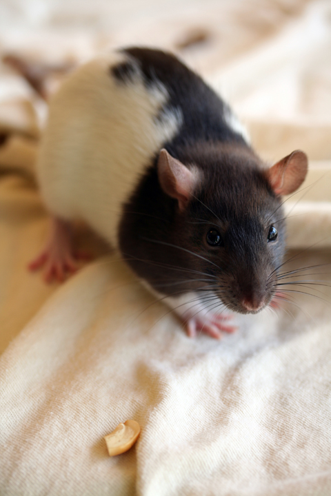 Rufus the Rat by QwikDrah on DeviantArt