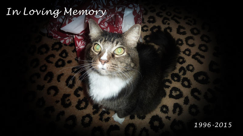 In Loving Memory Of Cody By Seventhdeven On Deviantart