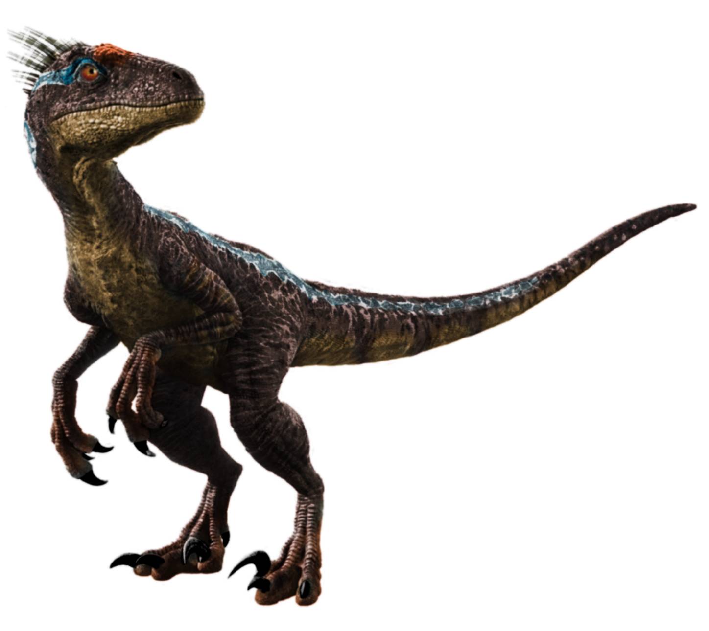 Jurassic Park 3 Male Raptor Fan Art Rjurassicpark