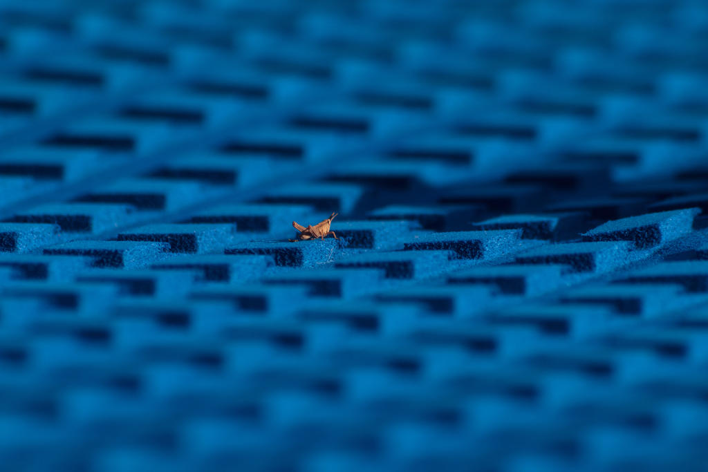 Tiny Grasshopper By Lamaholly On Deviantart