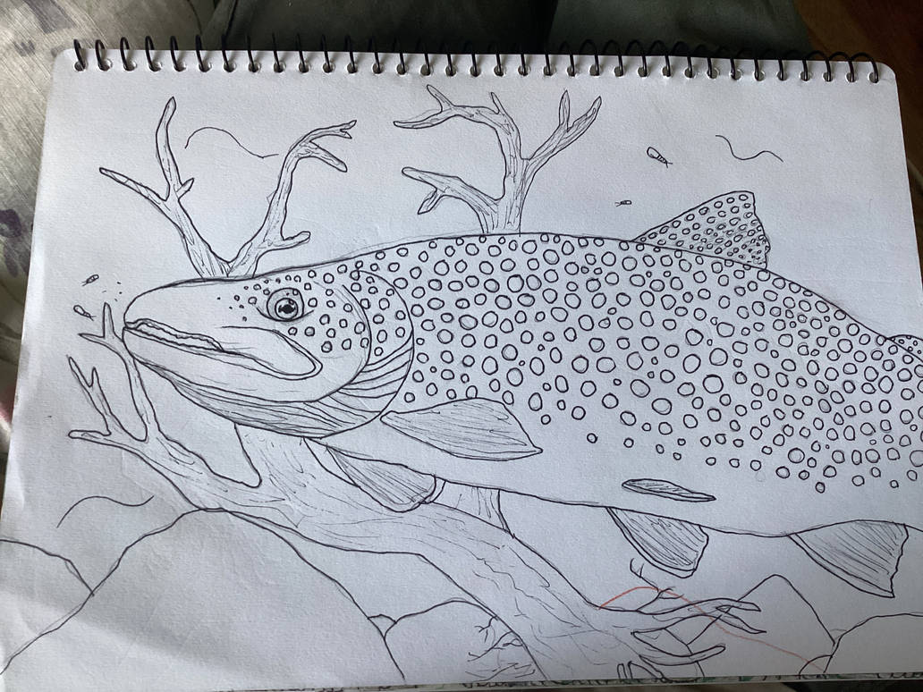 Brown Trout Outline By Styracoart On Deviantart