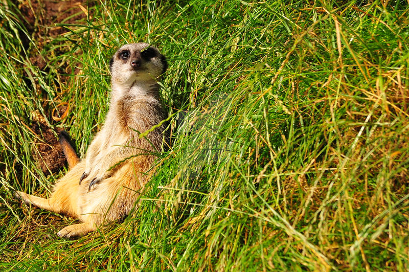 Meerkat chilling out by stephenfarrell on DeviantArt Meerkat chilling out by stephenfarrell on DeviantArt
