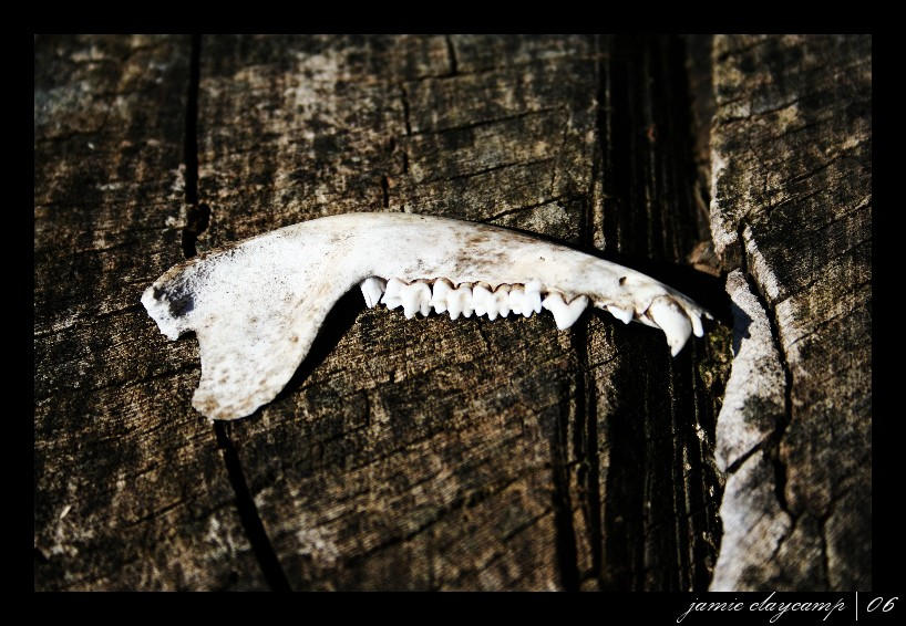 .death bite. by eimaj1 on DeviantArt
