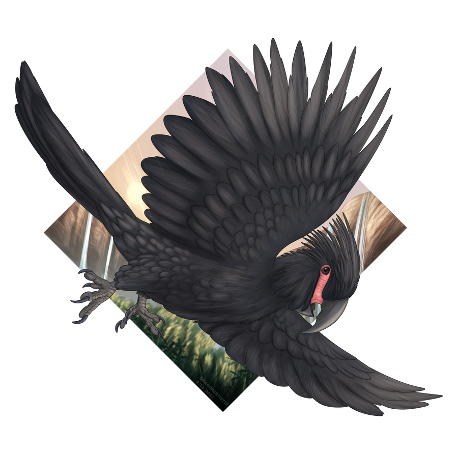 Palm Cockatoo By Dragonartist15 On Deviantart