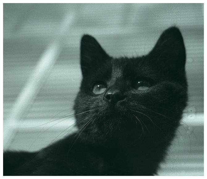 Cat Portrait: Gracie by marblebutterfly on DeviantArt