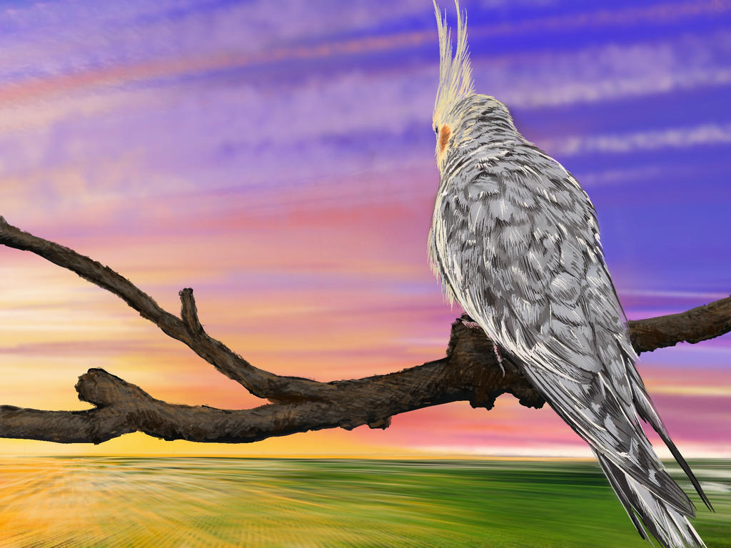 Cockatiel Sunset By Poiyoguaa On Deviantart