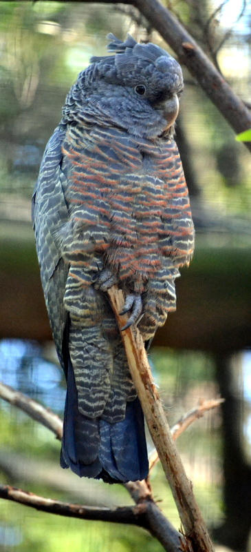 Gang Gang Cockatoo Female By Rokaida On Deviantart