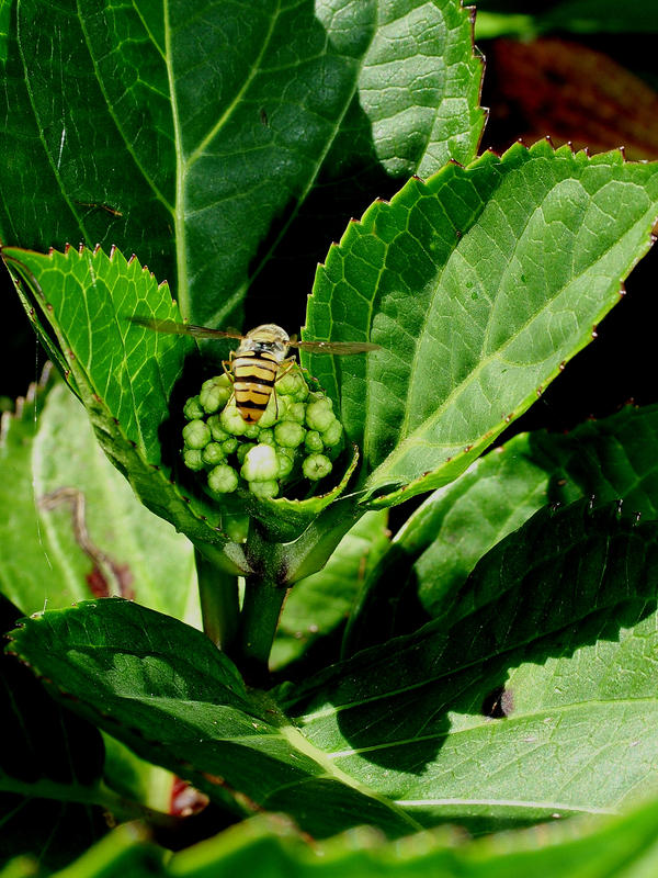 Hover Fly - Version 2 by onion202 on DeviantArt