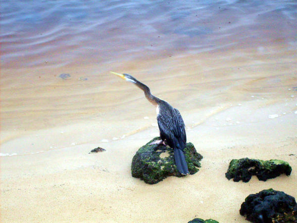 Long Neck by seanjoseph on DeviantArt