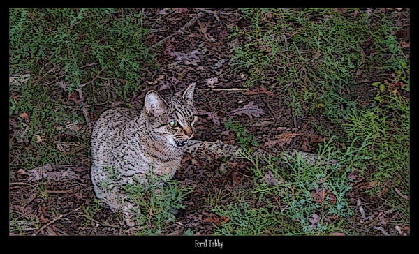 Feral Tabby by UnrequitedArts on DeviantArt