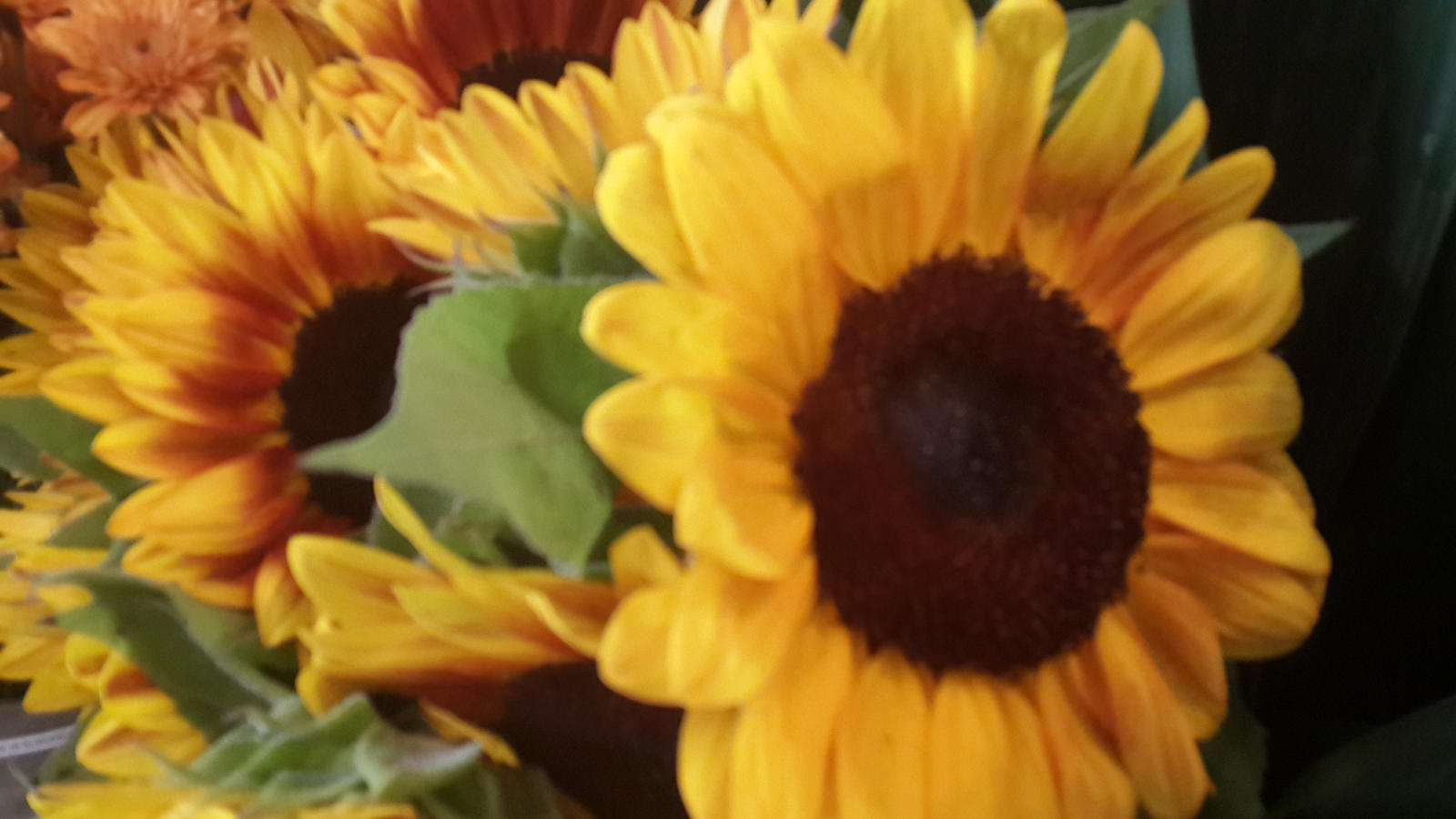 Sunflower By Alondav On Deviantart
