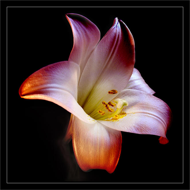 Lily by Devlicharov on DeviantArt