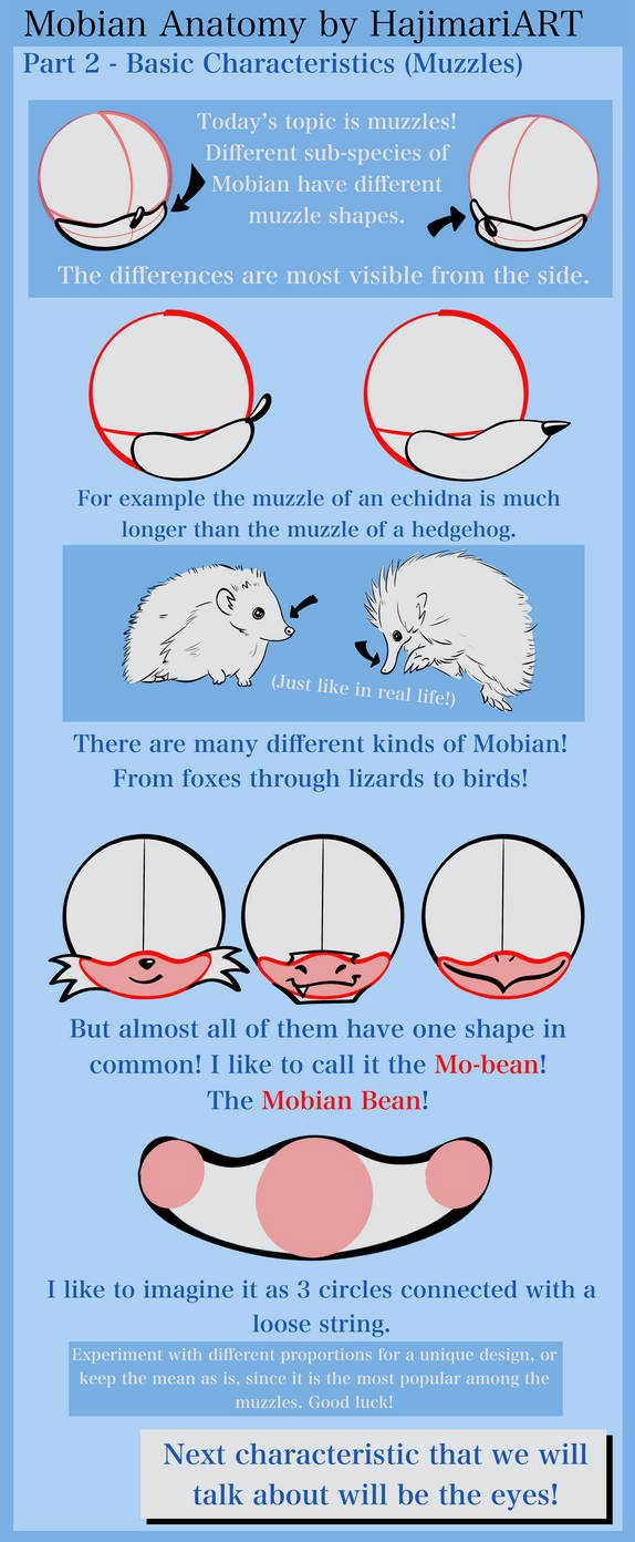 Mobian Anatomy Part 2 - Muzzles by HajimariART on DeviantArt Mobian Anatomy Part 2 - Muzzles by HajimariART on DeviantArt