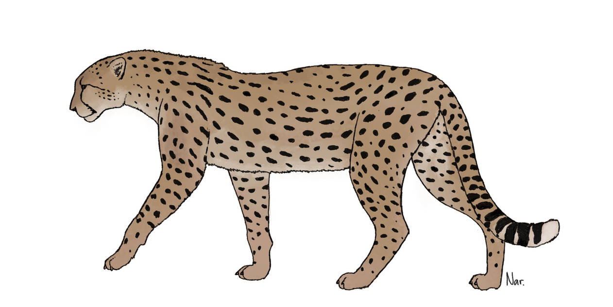 Acinonyx Pardinensis Recon By Sanciusart On Deviantart