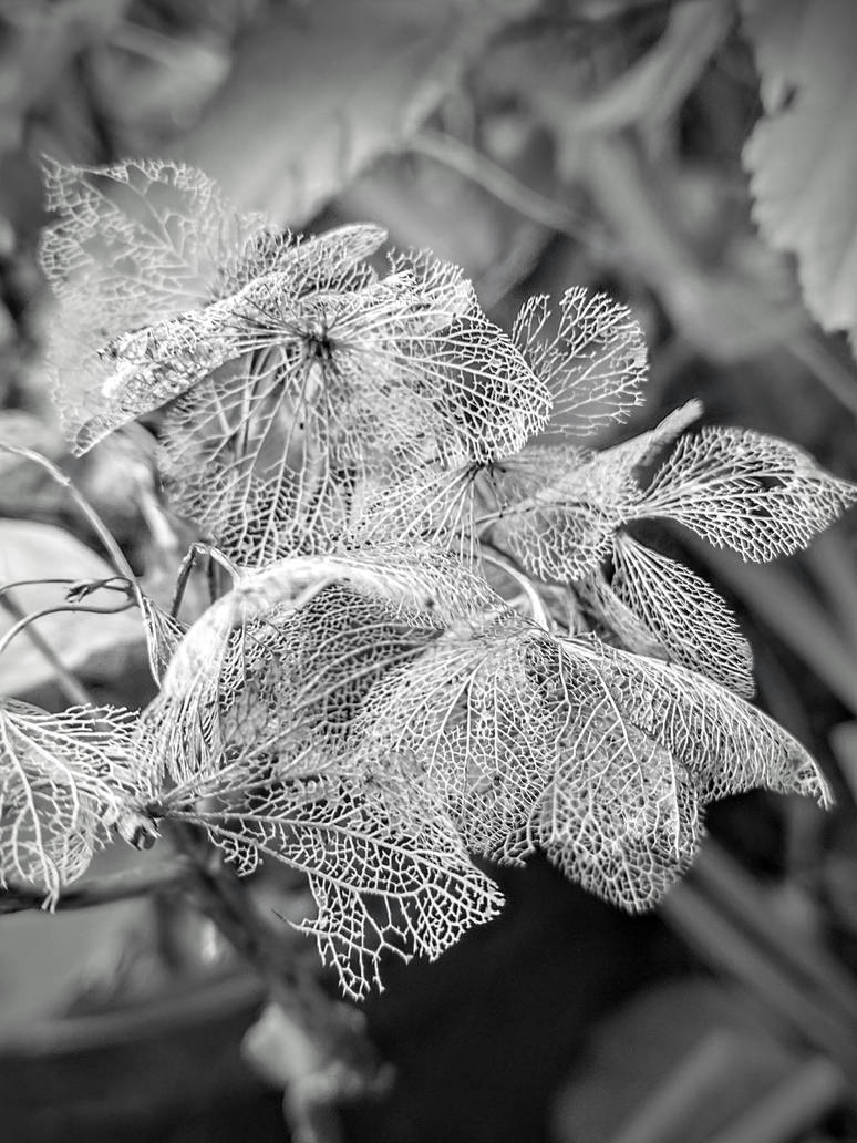 Hydrangea Lace By Botanicalgirl On Deviantart