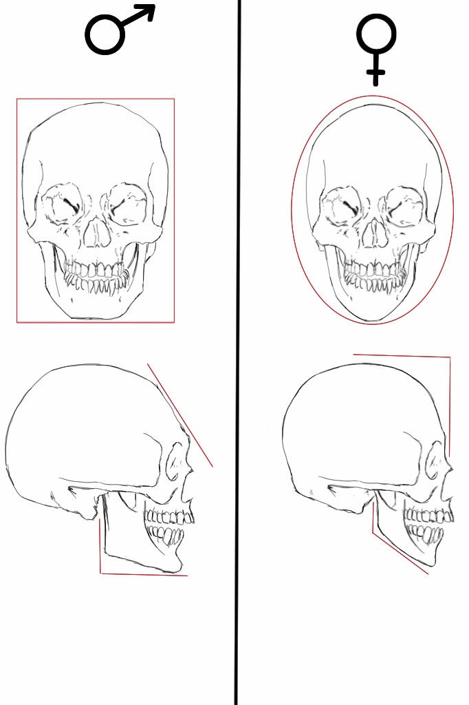 Male And Female Skull Differences By Olgatarta On Deviantart