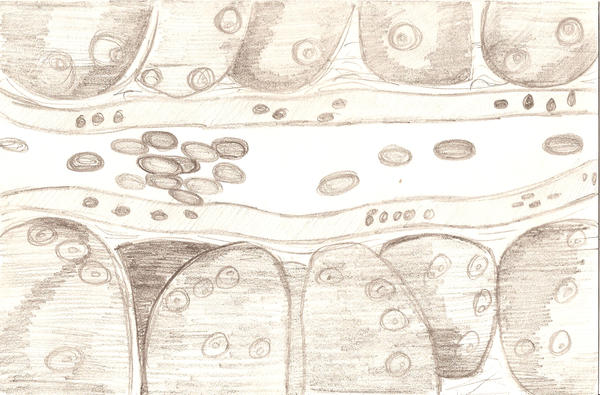 Biocells Series 3 by ecoody on DeviantArt