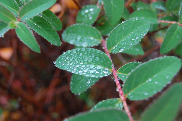 Dew Drops IV by HanaKiwi11 on DeviantArt