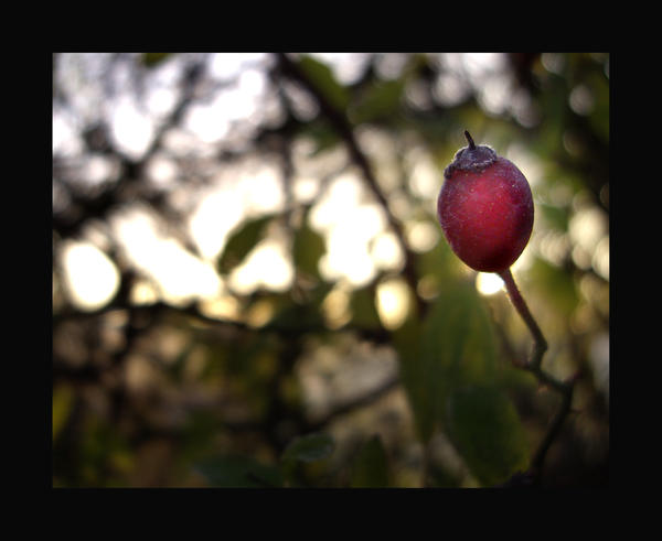 Berry 2 by struckdumb on DeviantArt