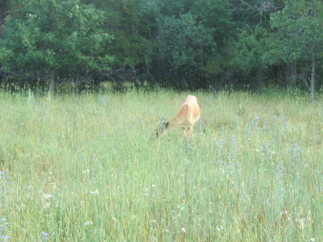 Deer2 by dold5000 on DeviantArt