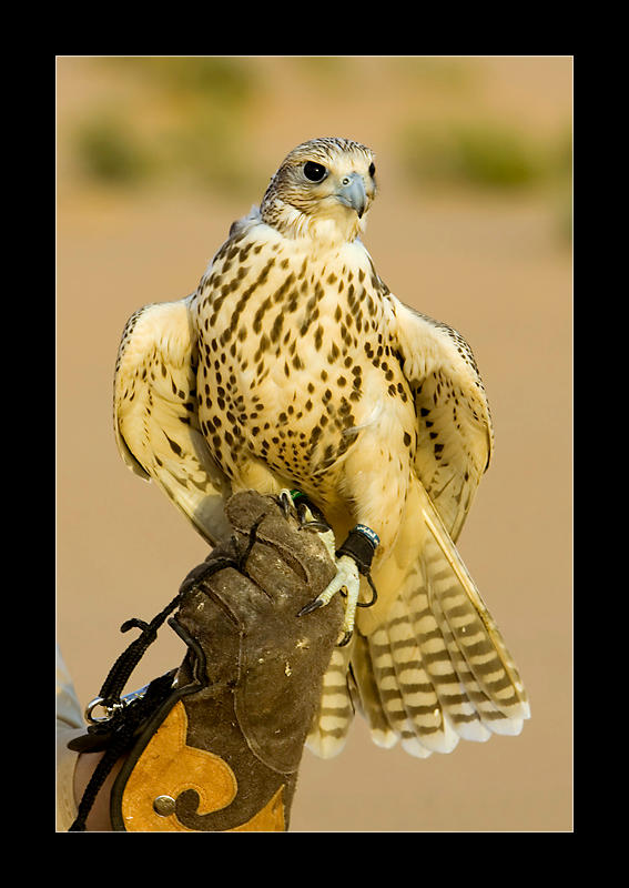Arabian Falcon III by waleed-DP on DeviantArt