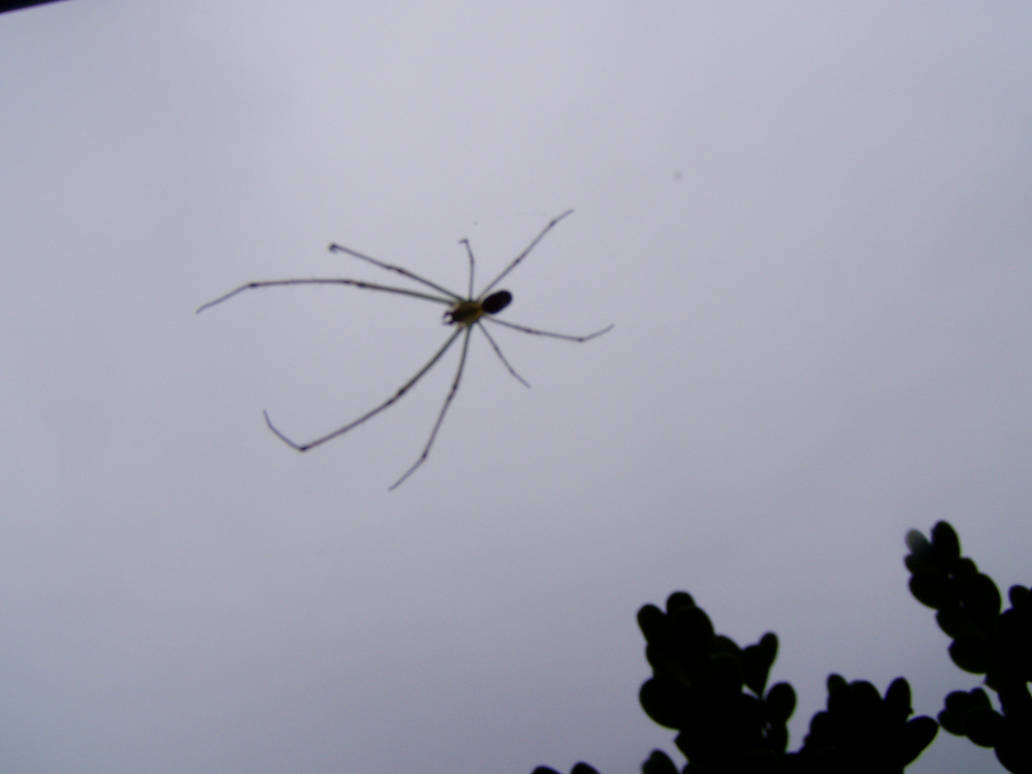 Attack of the alien spider by FuriousCephalopod on DeviantArt
