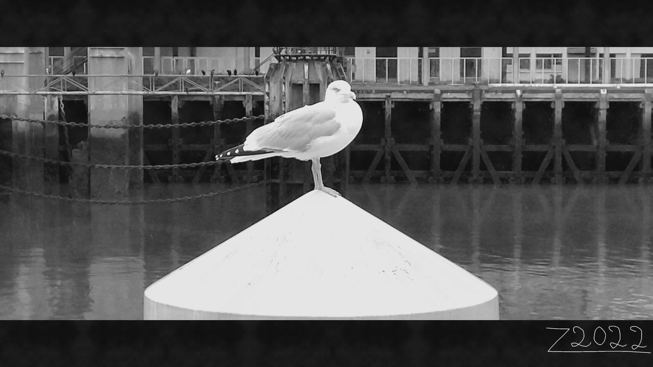 130 Seagull By Zevhiroth On Deviantart