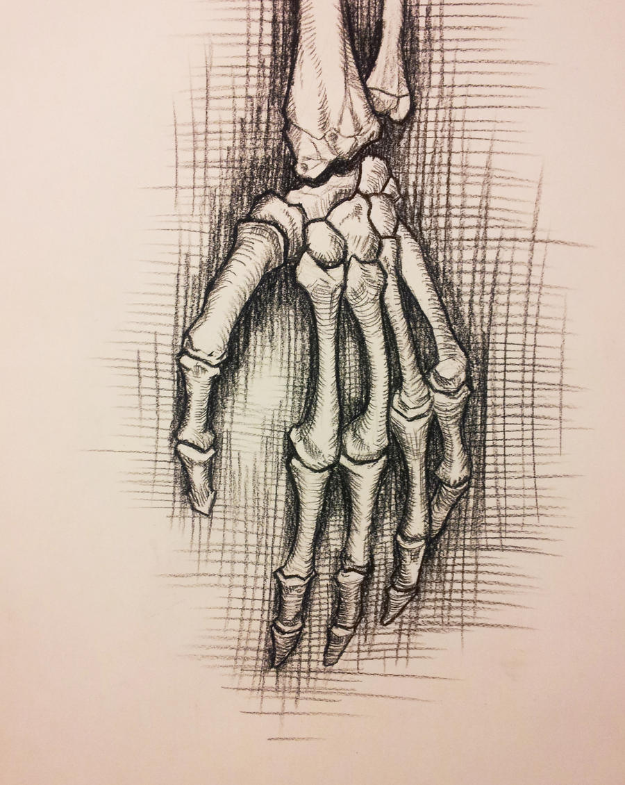 anatomy study skeleton hand by RichardBlumenstein on DeviantArt anatomy study skeleton hand by RichardBlumenstein on DeviantArt