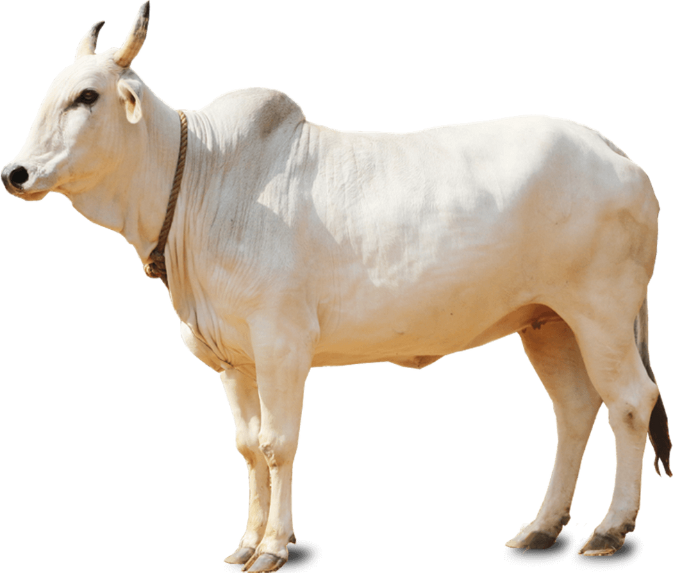 INdian Desi Cow By Sapnasandhu On DeviantArt indian-desi-cow-by-sapnasandhu-on-deviantart