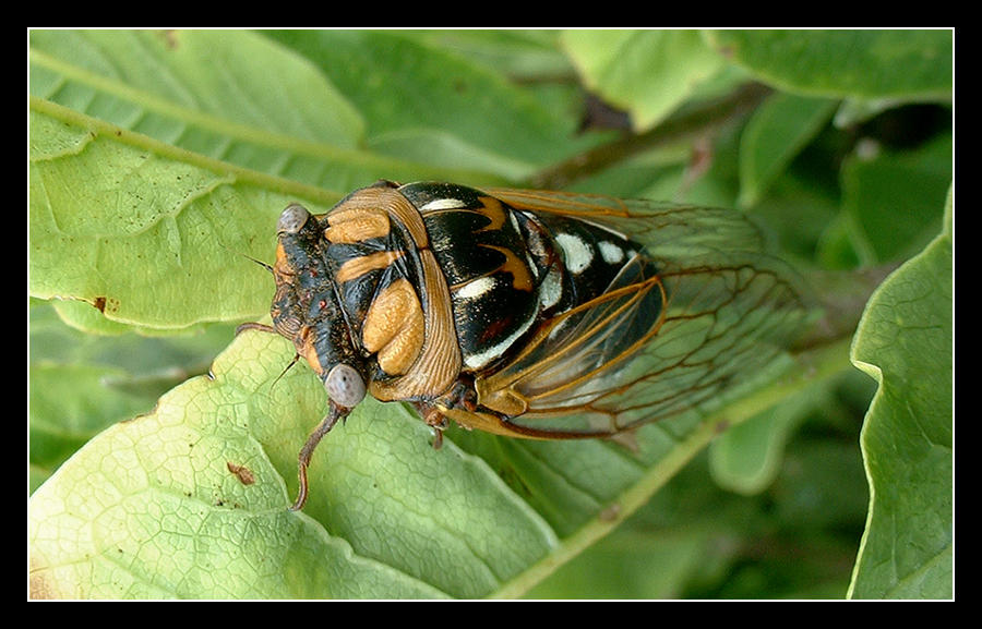 Cicada by violetdelight on DeviantArt