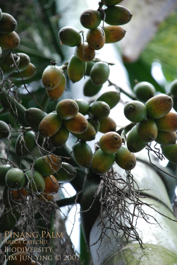 Pinang Palm by BiodiVersitY on DeviantArt