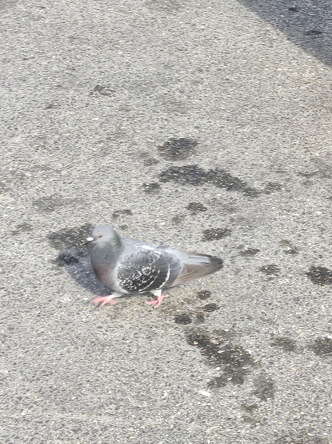 Hehehehehehehehehe funny pidgeon by SomeRandomArtist435 on DeviantArt Hehehehehehehehehe funny pidgeon by SomeRandomArtist435 on DeviantArt