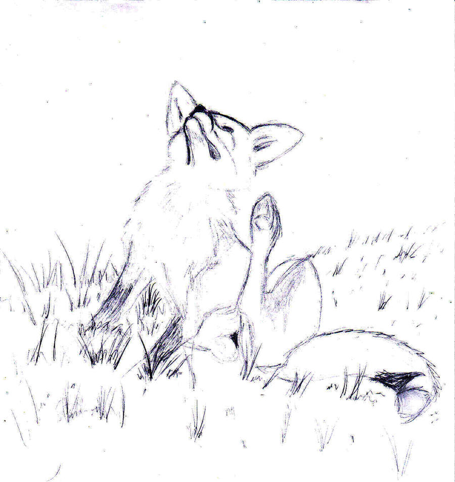 Scratch Scratch Fox By Kittsuera On Deviantart