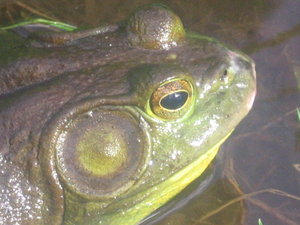 Ouaouaron by AnimalPlanetClub on DeviantArt