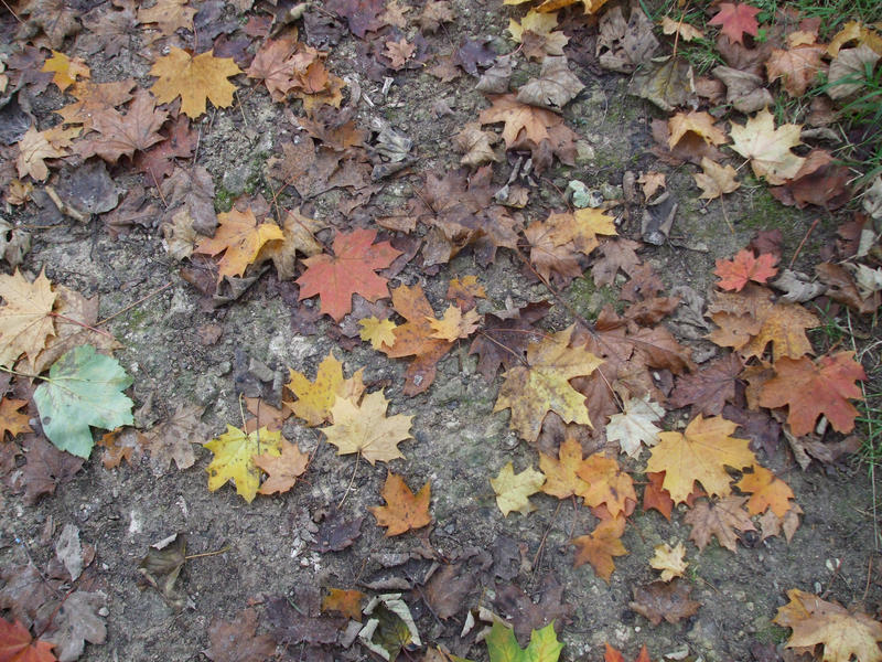Leaf Littered Path by Emma-Pendlebury on DeviantArt